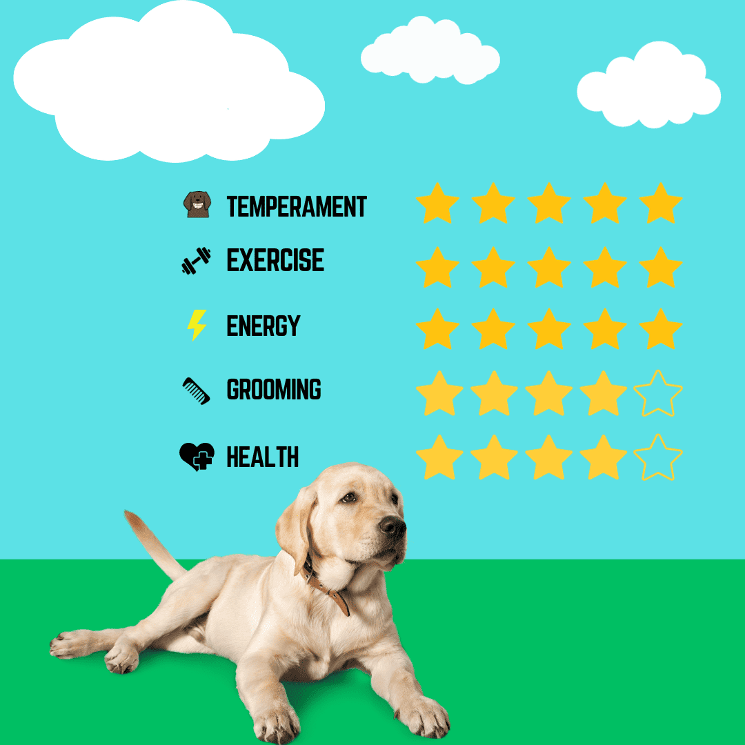 Labrador Retrievers: Your Loyal 🐾 Companion for Life! – Purrffect Woof